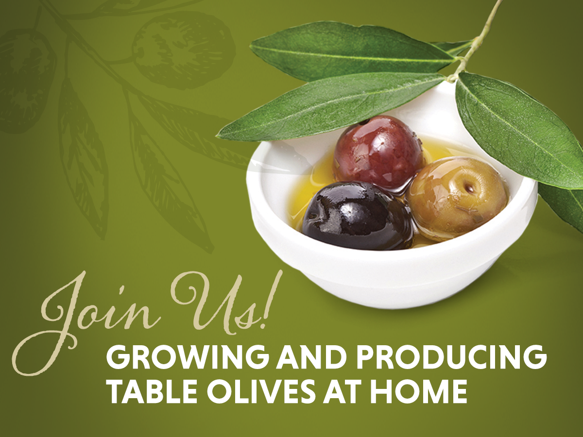 Learn how to grow and produce Table Olives at home - Nov 05 2017 ...