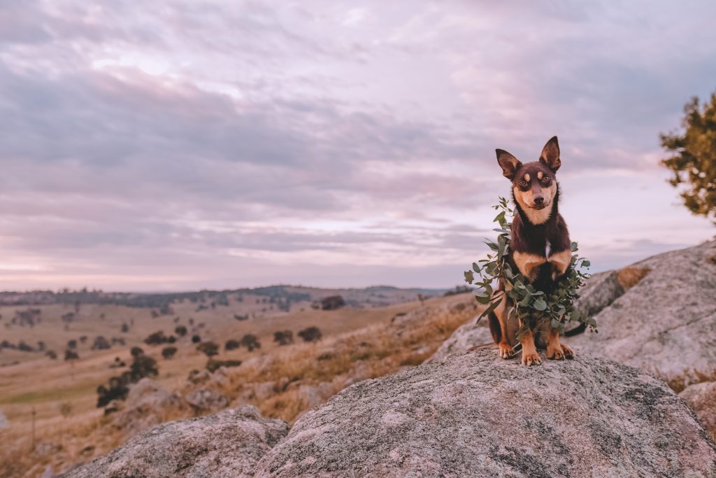 A Dog s Guide To The Macedon Ranges Visit Macedon Ranges
