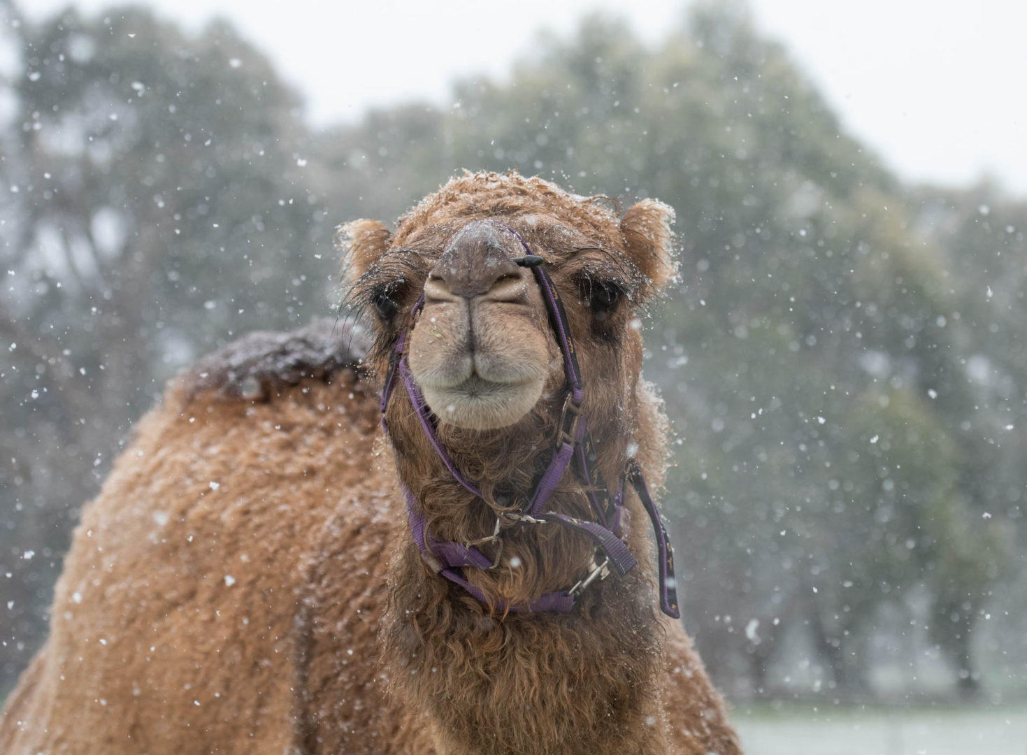 7 Pet Friendly Places to Stay in the Macedon Ranges | Pooch Getaways