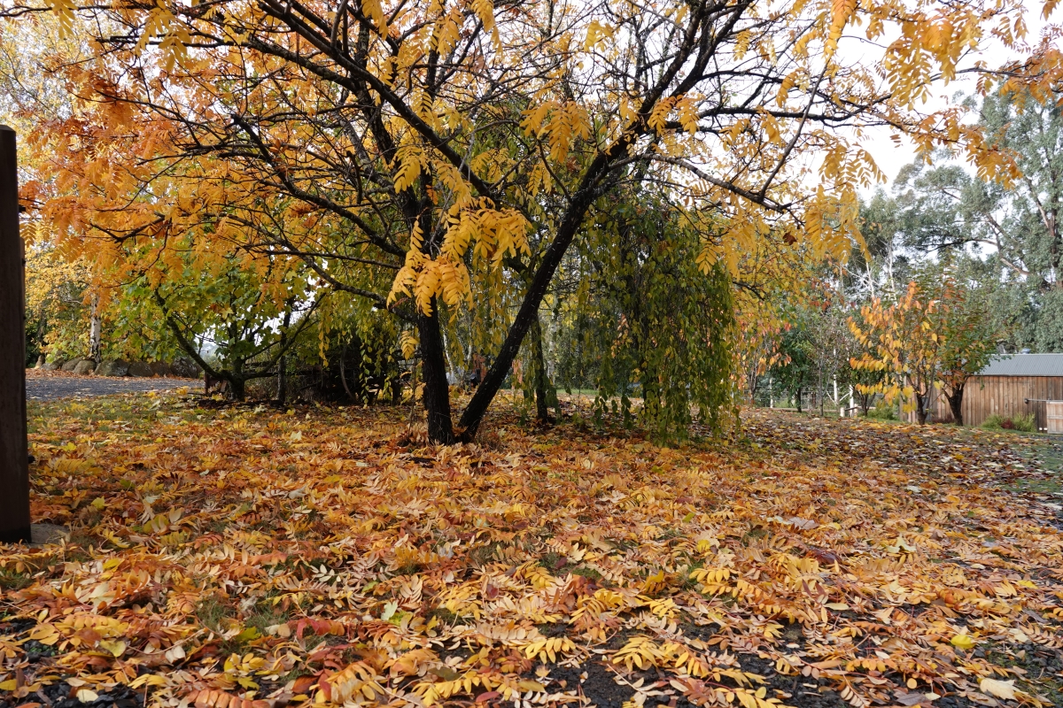 Changing Seasons in the Vineyard - | Visit Macedon Ranges
