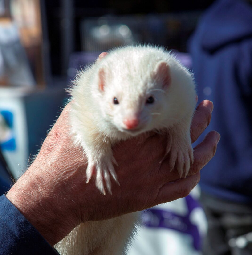 Ferret Racing - Kyneton Daffodil & Arts Festival - | Visit Macedon Ranges