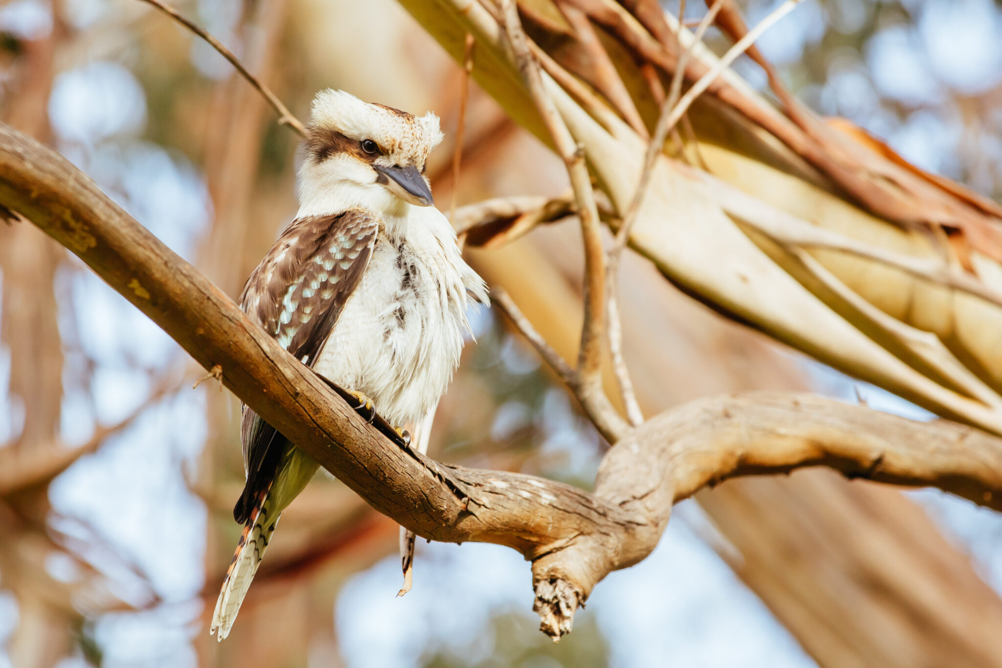 Autumn Festival - Macedon Ranges
